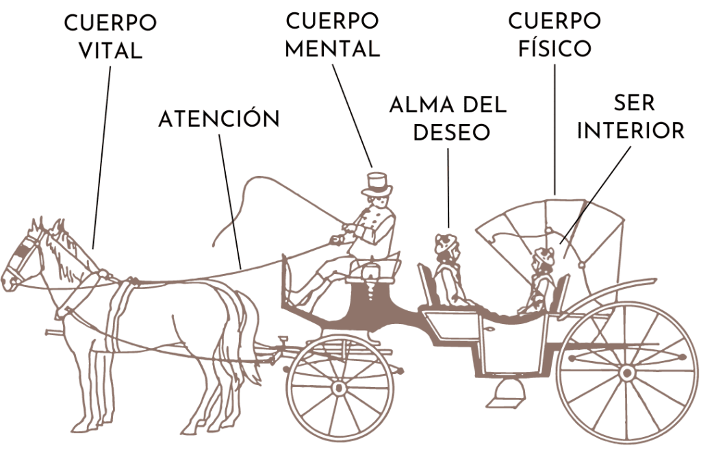 LAS PARTES DEL SER Y LA PARÁBOLA DEL COCHERO - Yoga Bizia